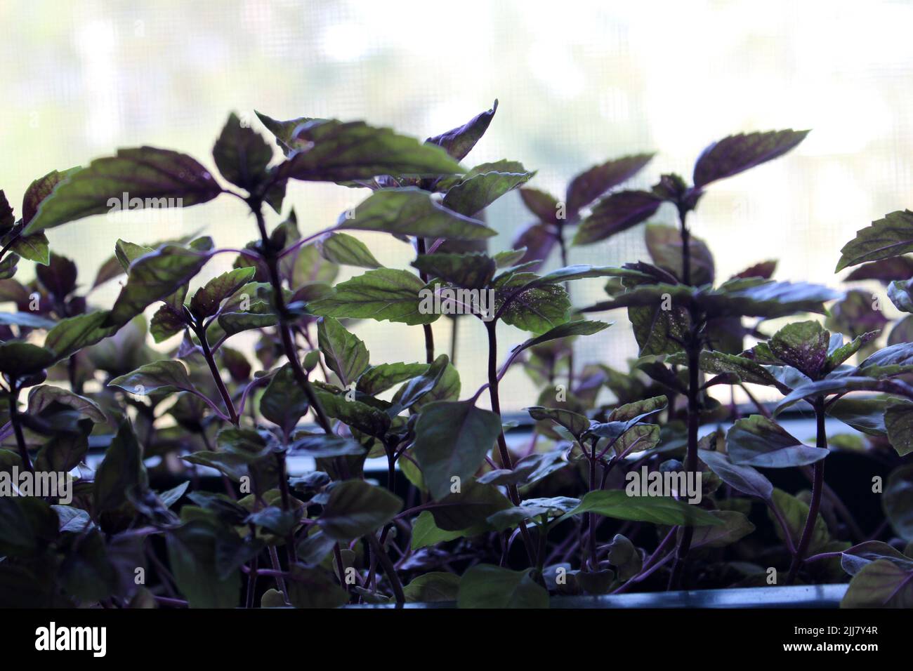 Red fresh spicy basil grown on the window close up Stock Photo - Alamy