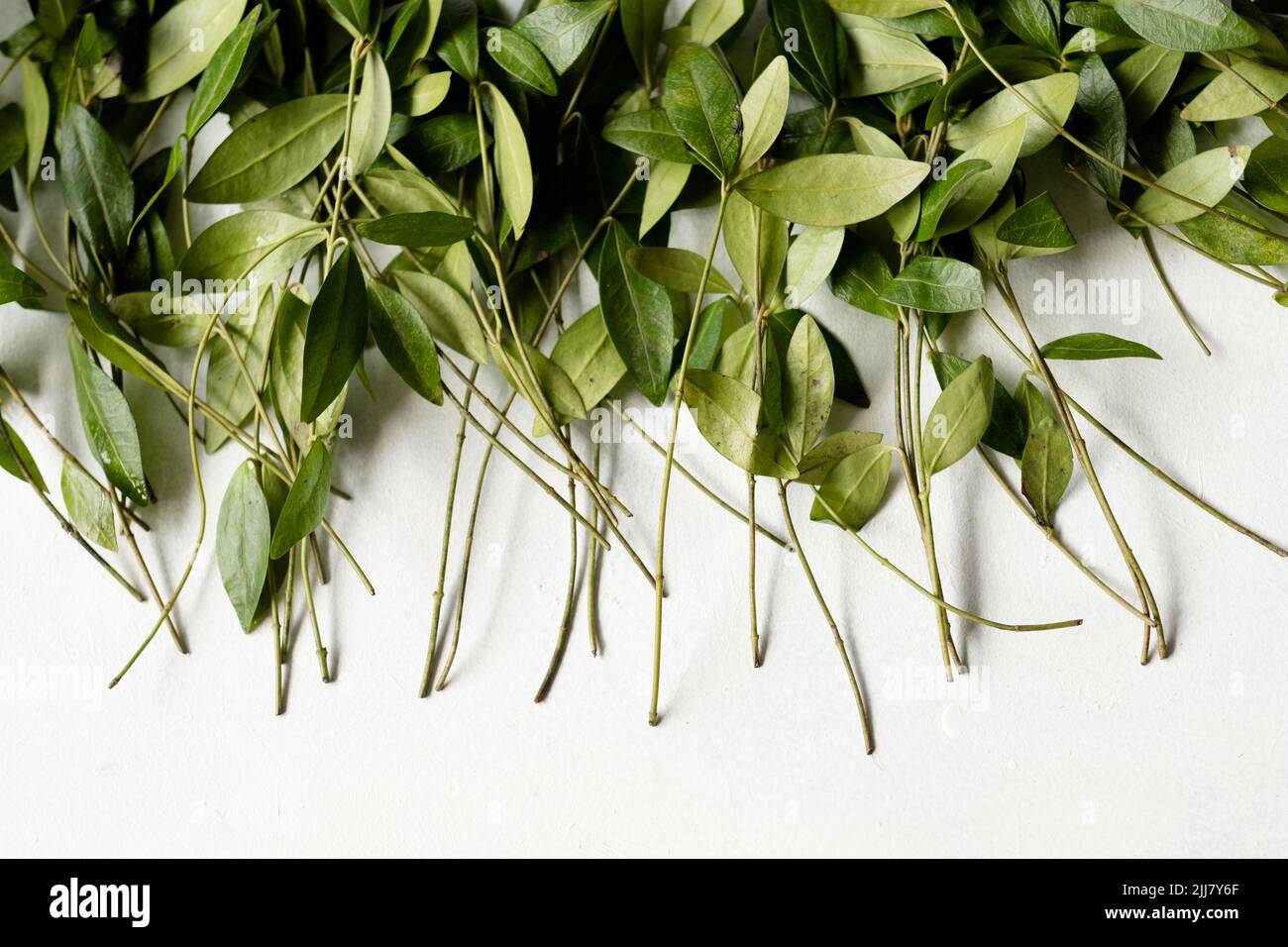 flora greenery plant periwinkle foliage decor Stock Photo - Alamy