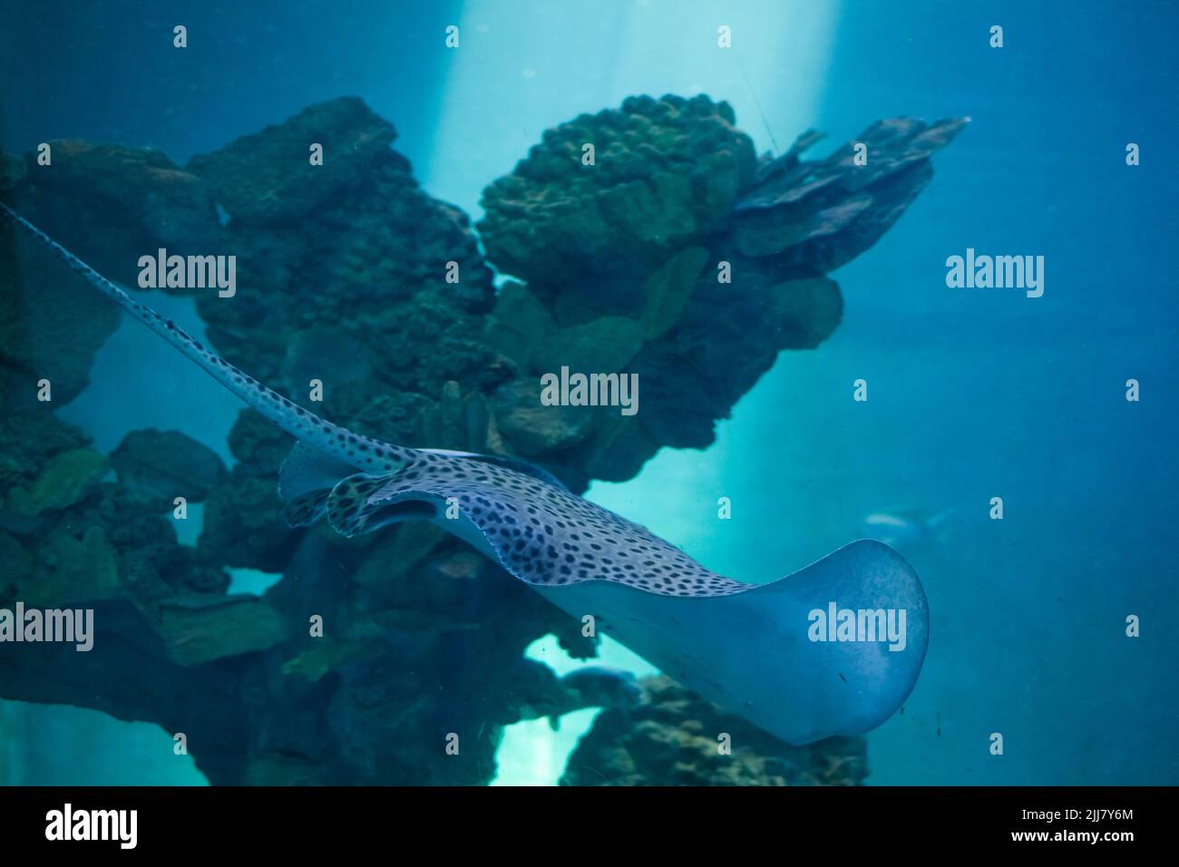 stingray swimming in blue water has flattened diamond-shaped body ...