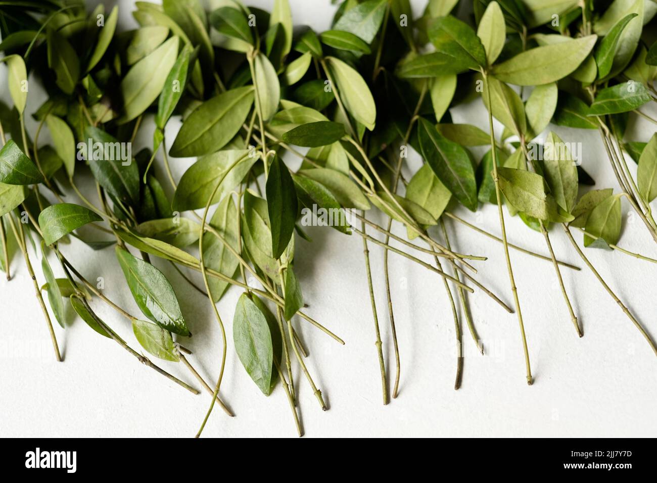 periwinkle leaves mix green plant foliage florist Stock Photo - Alamy