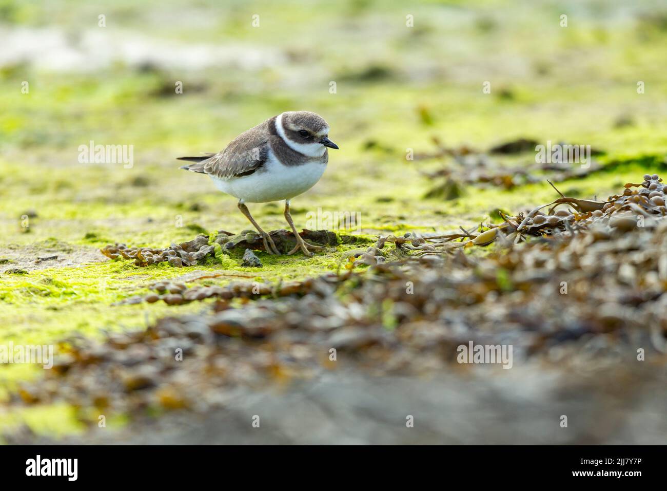 Common ringed plover Charadrius hiaticula, roosting along tide line ...