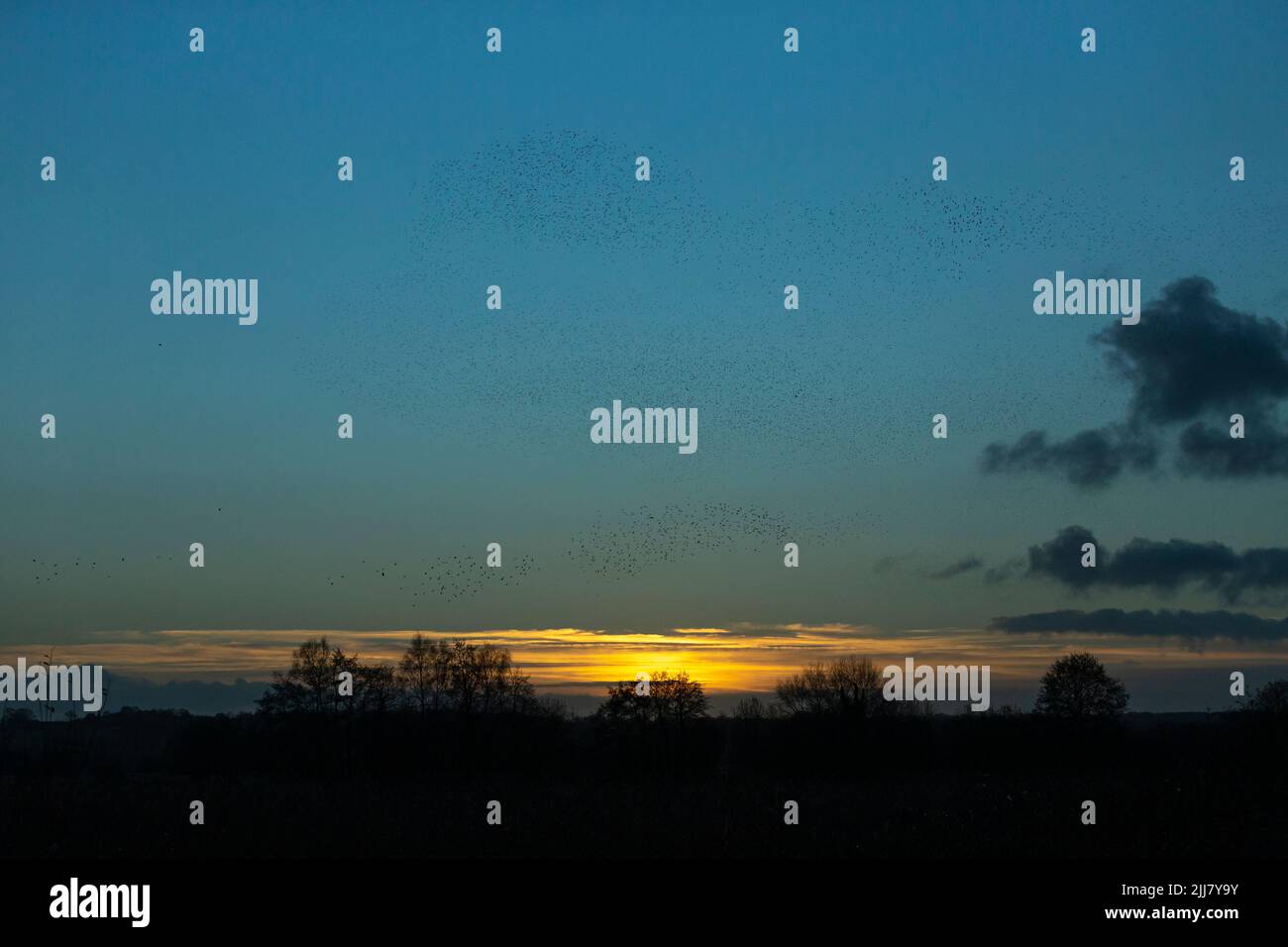 Common starling Sturnus vulgaris, murmurating over reedbed, Ham Wall ...