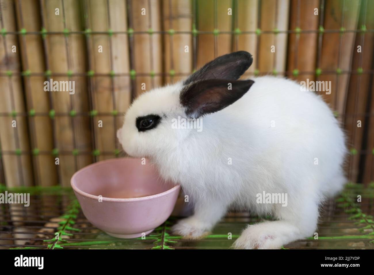 White rabbit drinking water from hi-res stock photography and images ...
