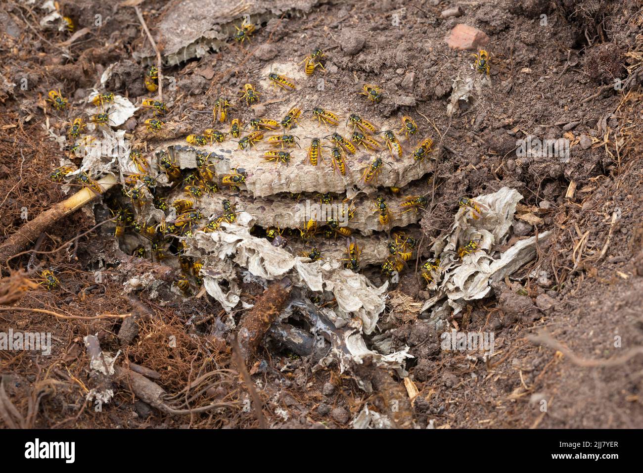 Common wasp Vespula vulgaris, adults entering nest site, Dalditch ...