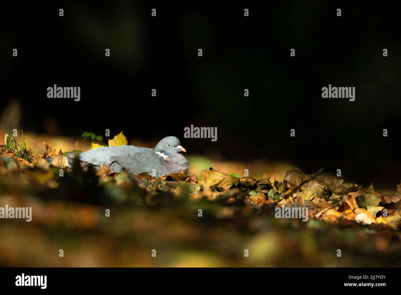 Common woodpigeon Columba palumbus, roosting amongst leaf litter in the ...