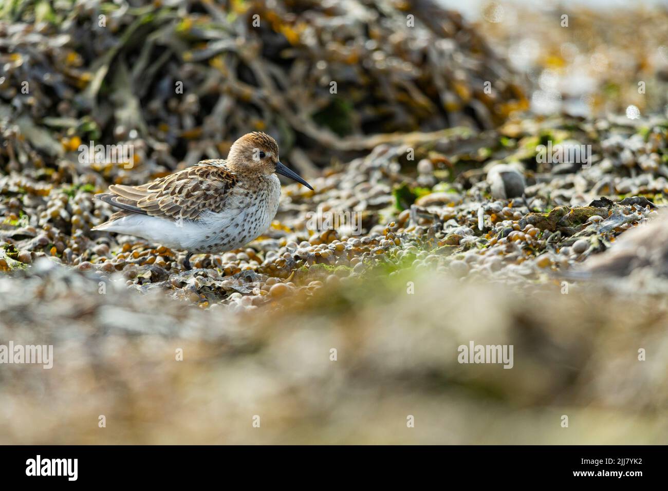 Dunlin Calidris alpina, roosting on tide line, Hayle Estuary, Cornwall ...