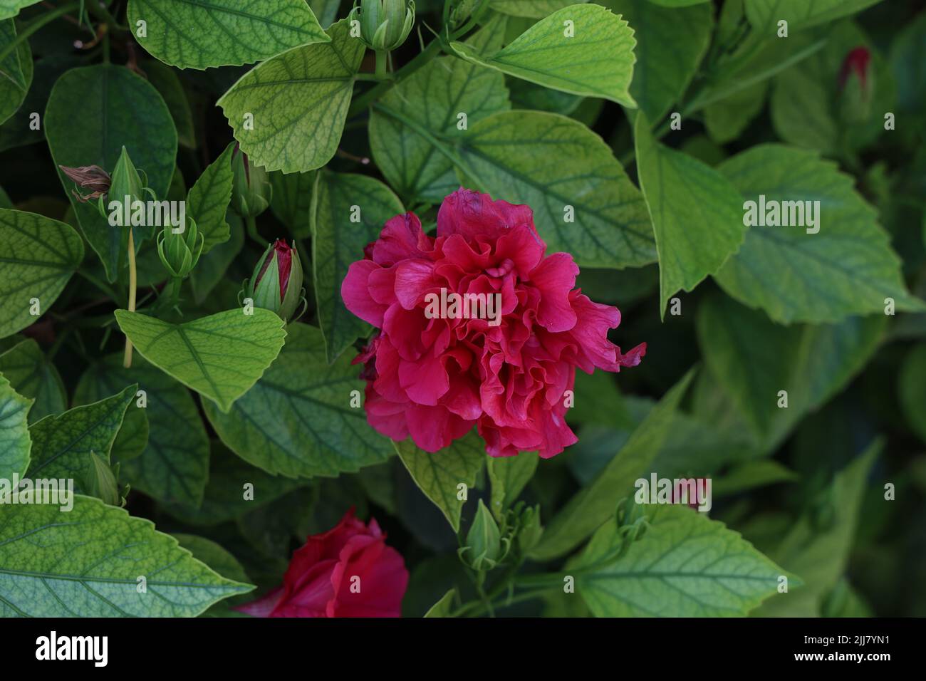 Red Roses on a bush in a garden Stock Photo - Alamy
