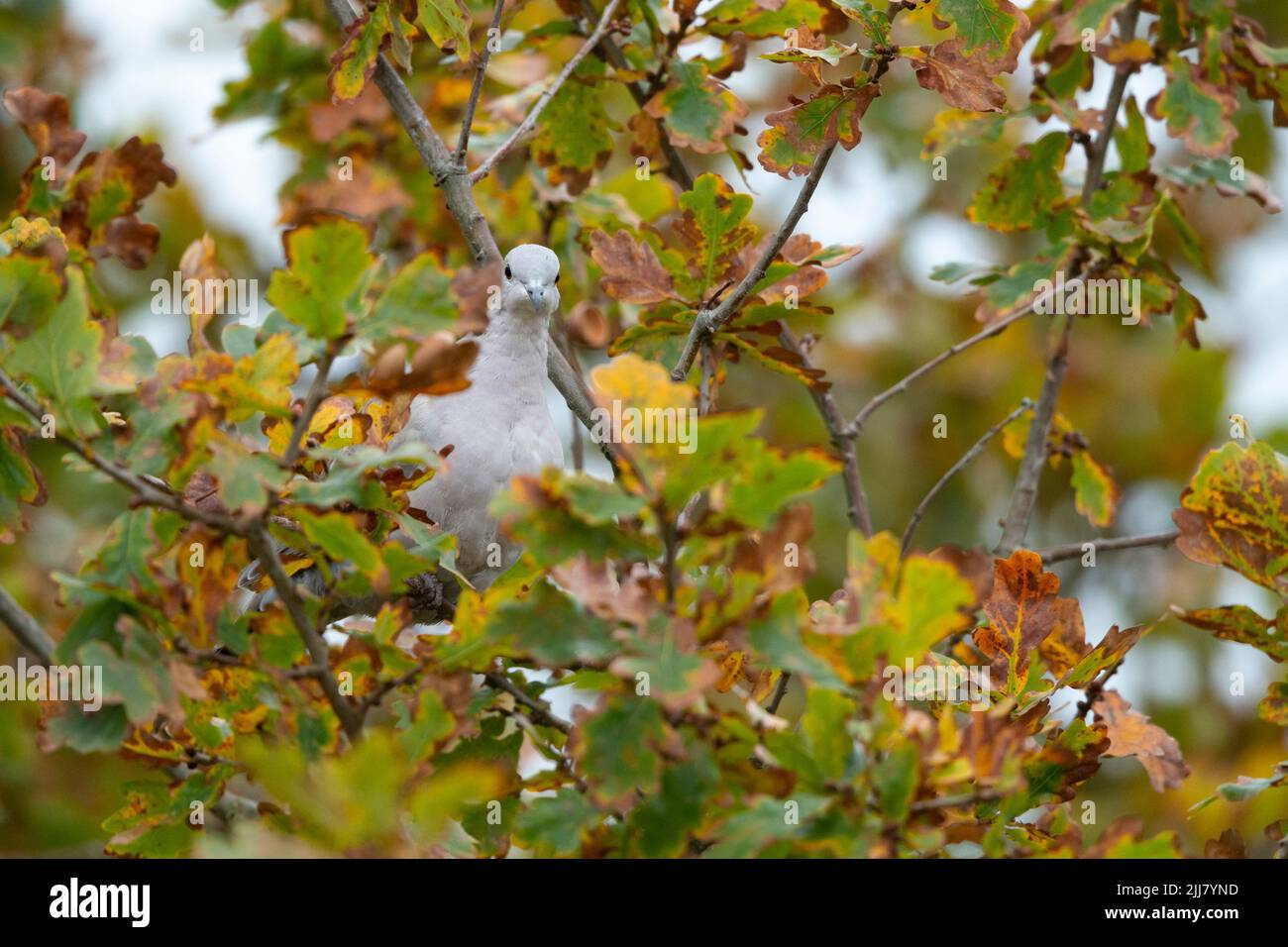 Eurasian collared dove Streptopelia decaocto, perched in English oak ...