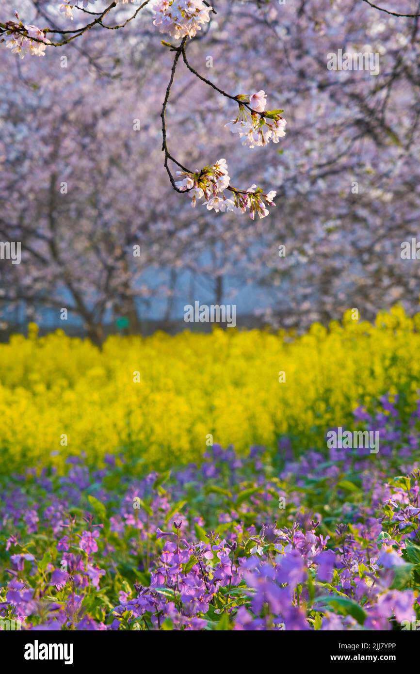 Five flowers lake china hi-res stock photography and images - Alamy