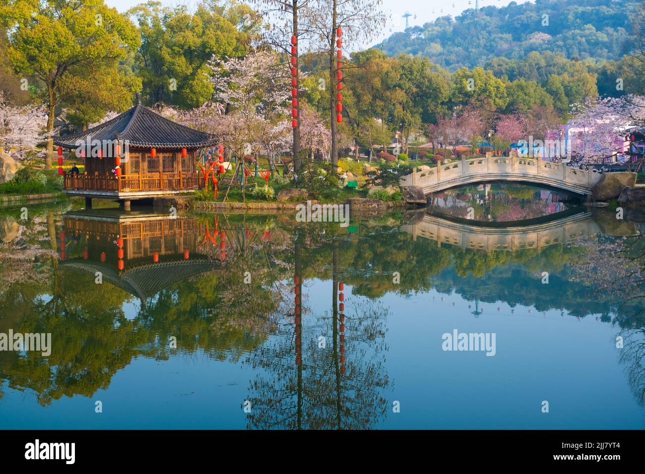 Spring scenery of East Lake Cherry Blossom Garden in Wuhan, Hubei ...