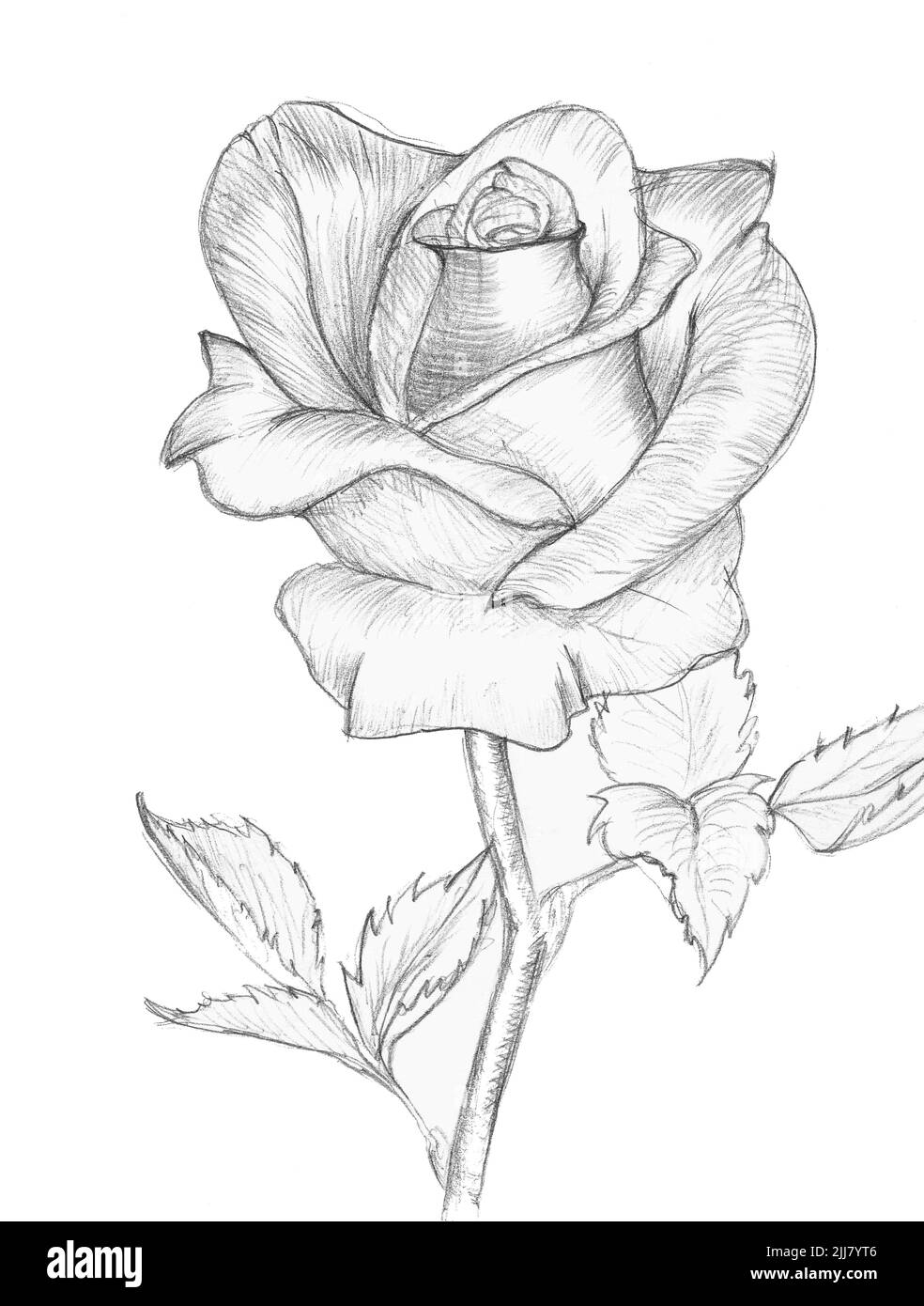 Black And White Rose Pencil Drawing