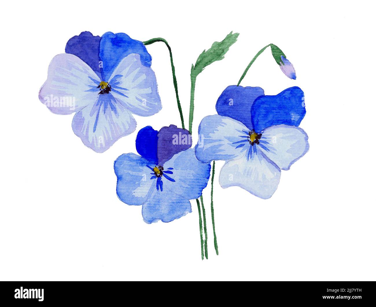 Watercolor pansy eyes violet flowers Illustration isolated on white ...