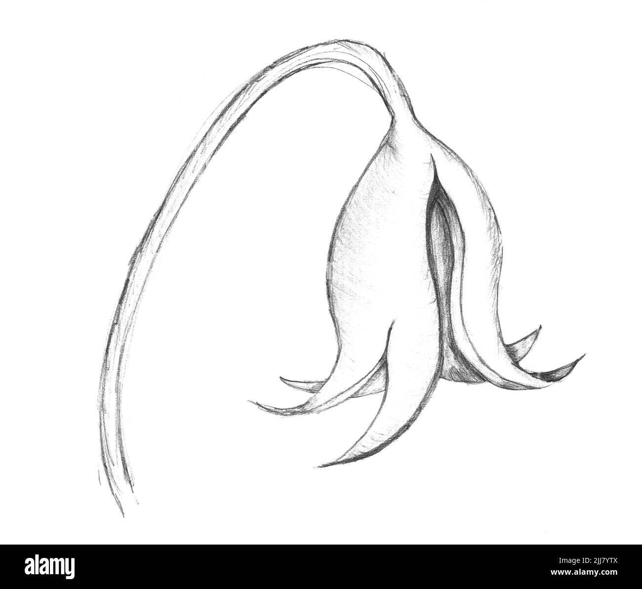 Strange Flower Drawings