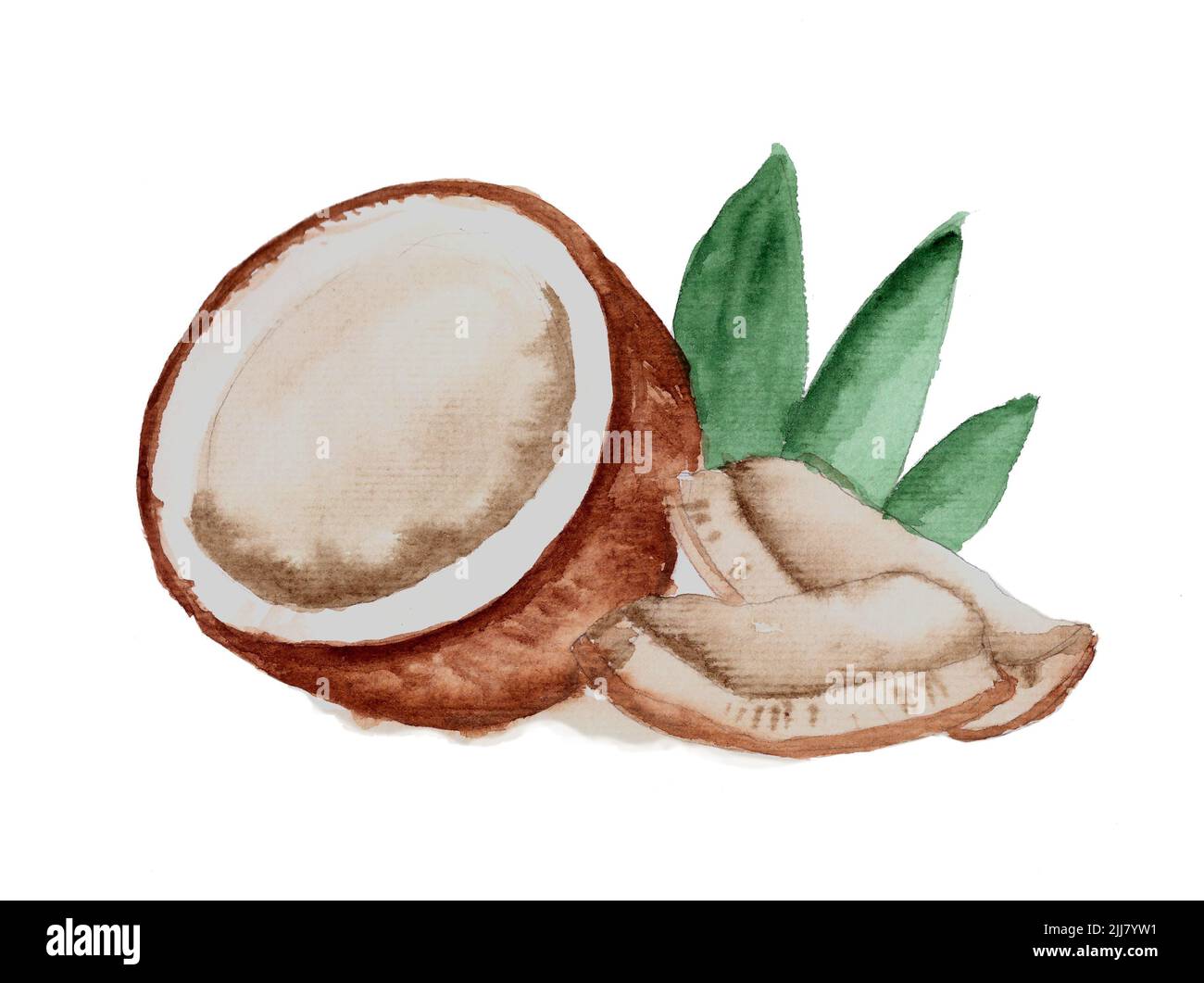 Broken brown coconut Watercolor or aquarelle illustration isolated on ...