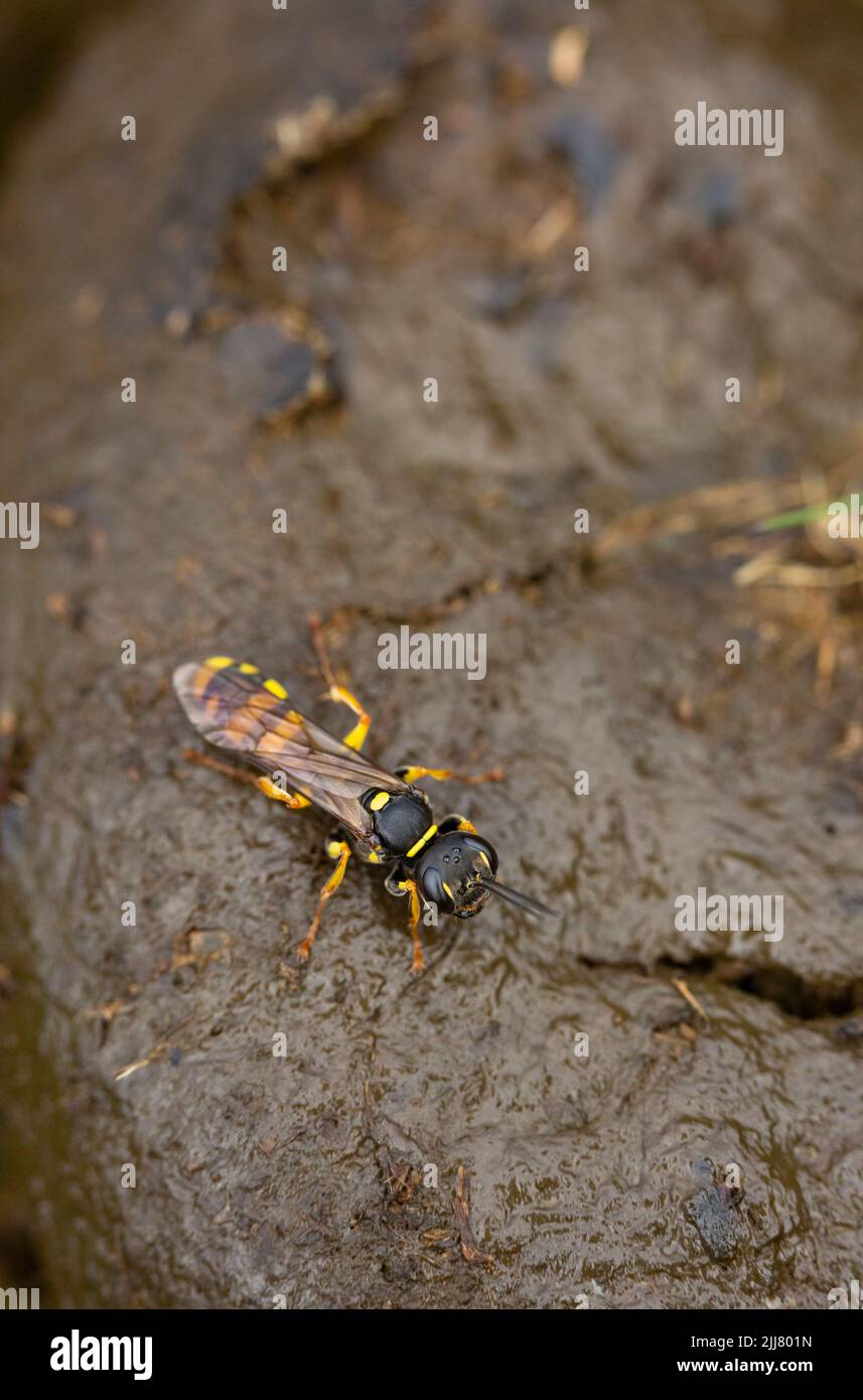 Field digger wasp Mellinus arvensis, guarding dung, Dalditch Plantation ...