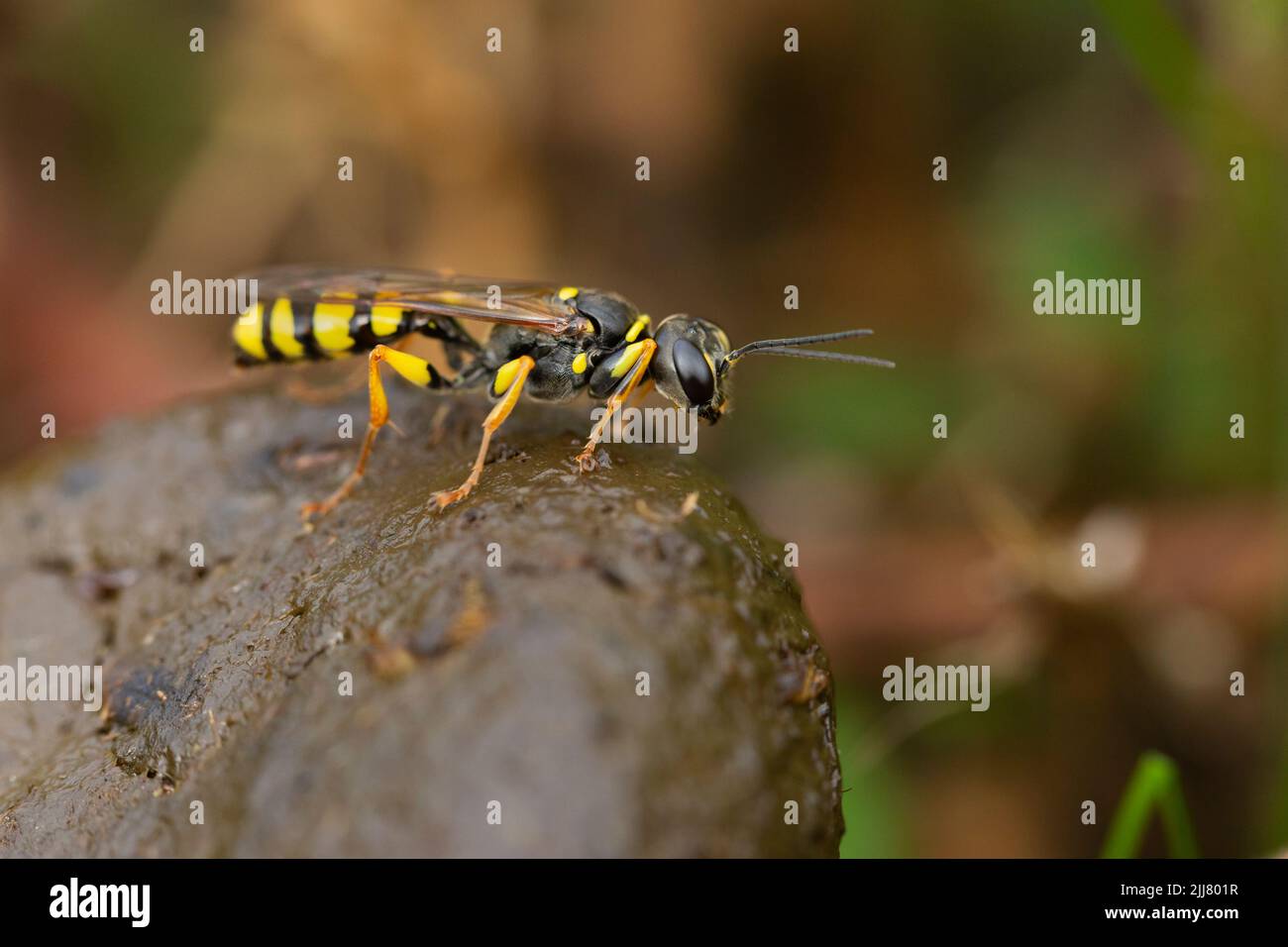 Field digger wasp Mellinus arvensis, guarding dung, Dalditch Plantation ...