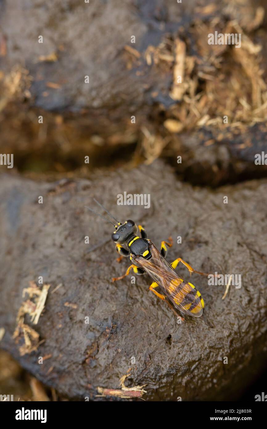 Field digger wasp Mellinus arvensis, guarding dung, Dalditch Plantation ...