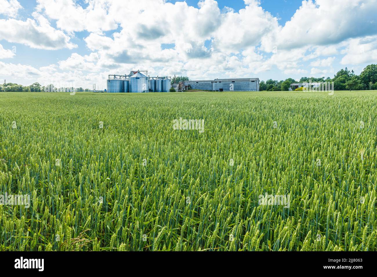 Green freshly ripening field landscape with agricultural silos granary ...