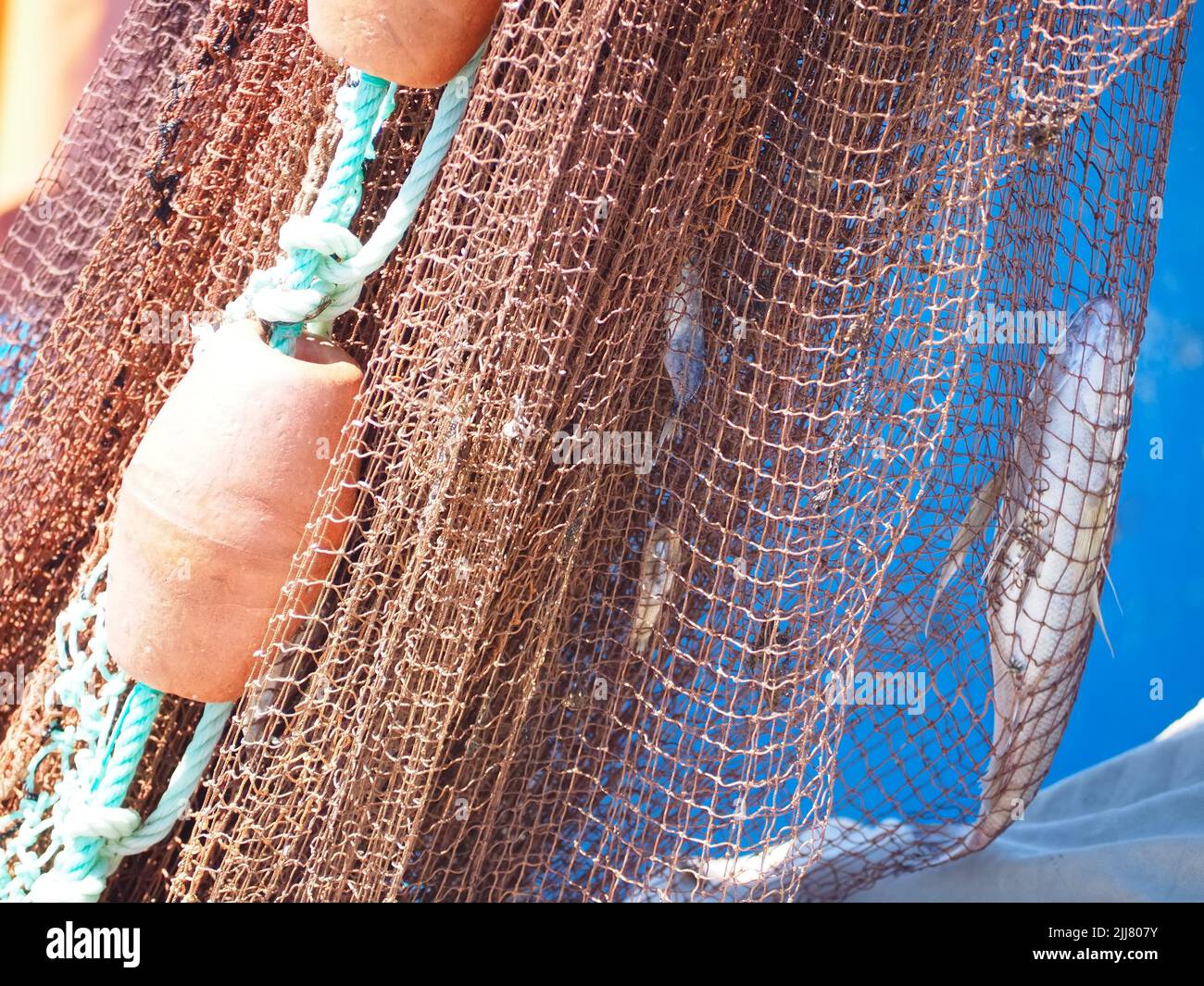 Caught fish in a fisher net Stock Photo - Alamy