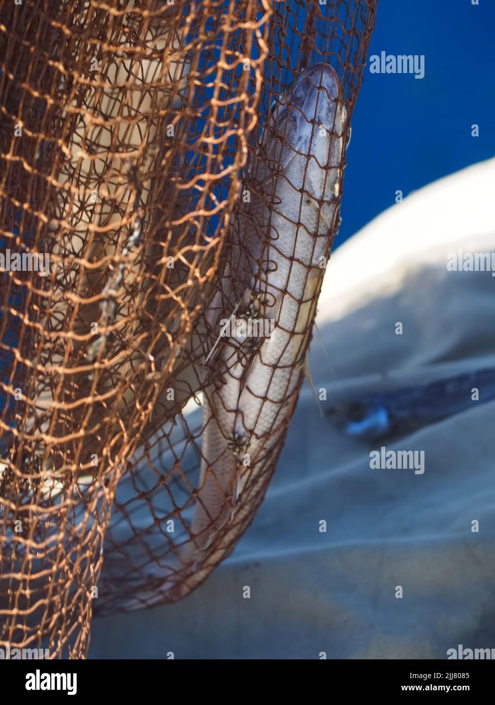 Caught fish in a fisher net Stock Photo - Alamy