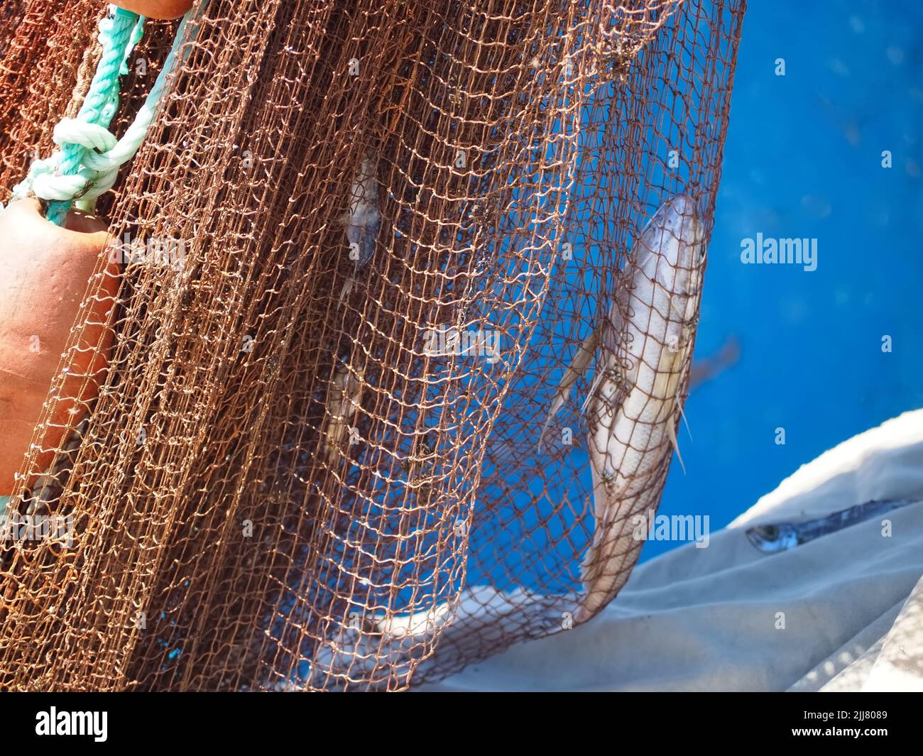 Caught fish in a fisher net Stock Photo - Alamy