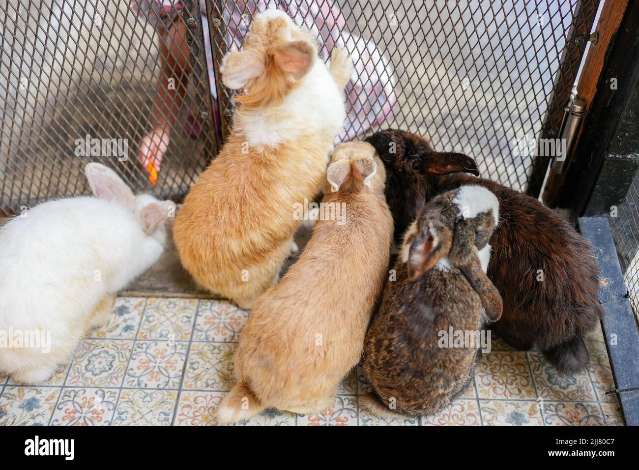 Various mammal species hi-res stock photography and images - Alamy