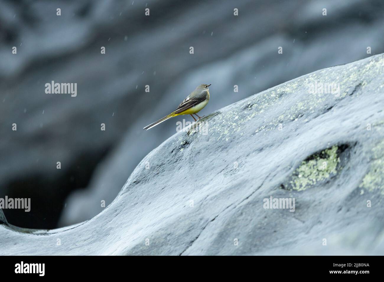 Grey wagtail Motacilla cinerea, first winter, foraging along rocky ...
