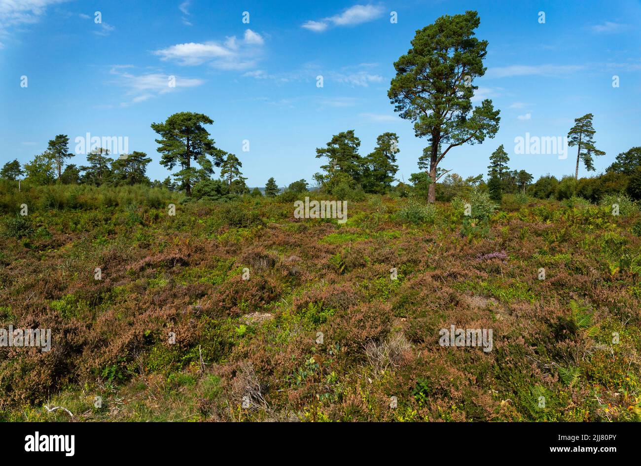 Coldharbour surrey hi-res stock photography and images - Alamy