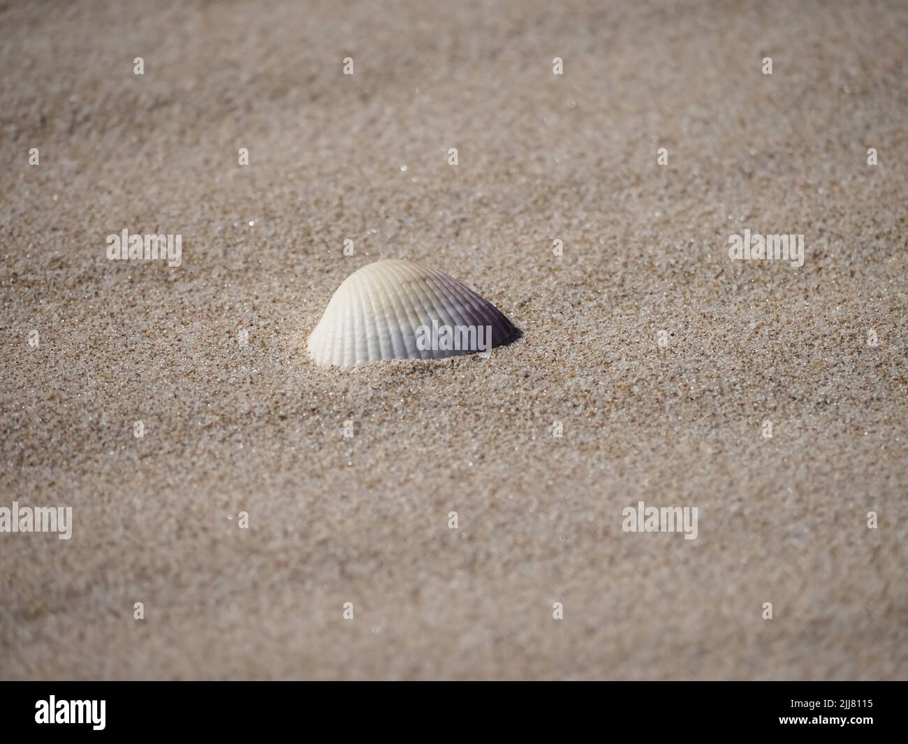 Minimalism - seashell on a sandy beach Stock Photo - Alamy