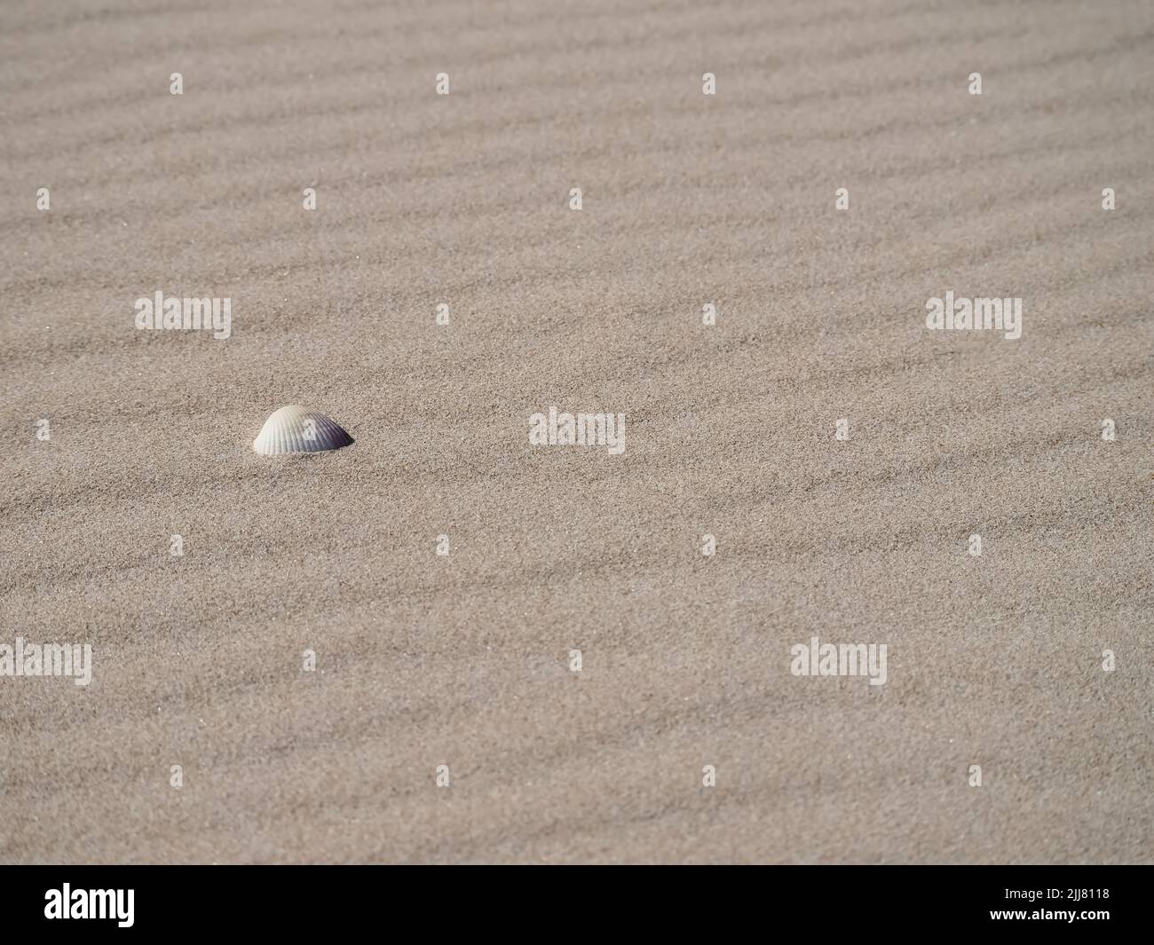 Minimalism - seashell on a sandy beach Stock Photo - Alamy