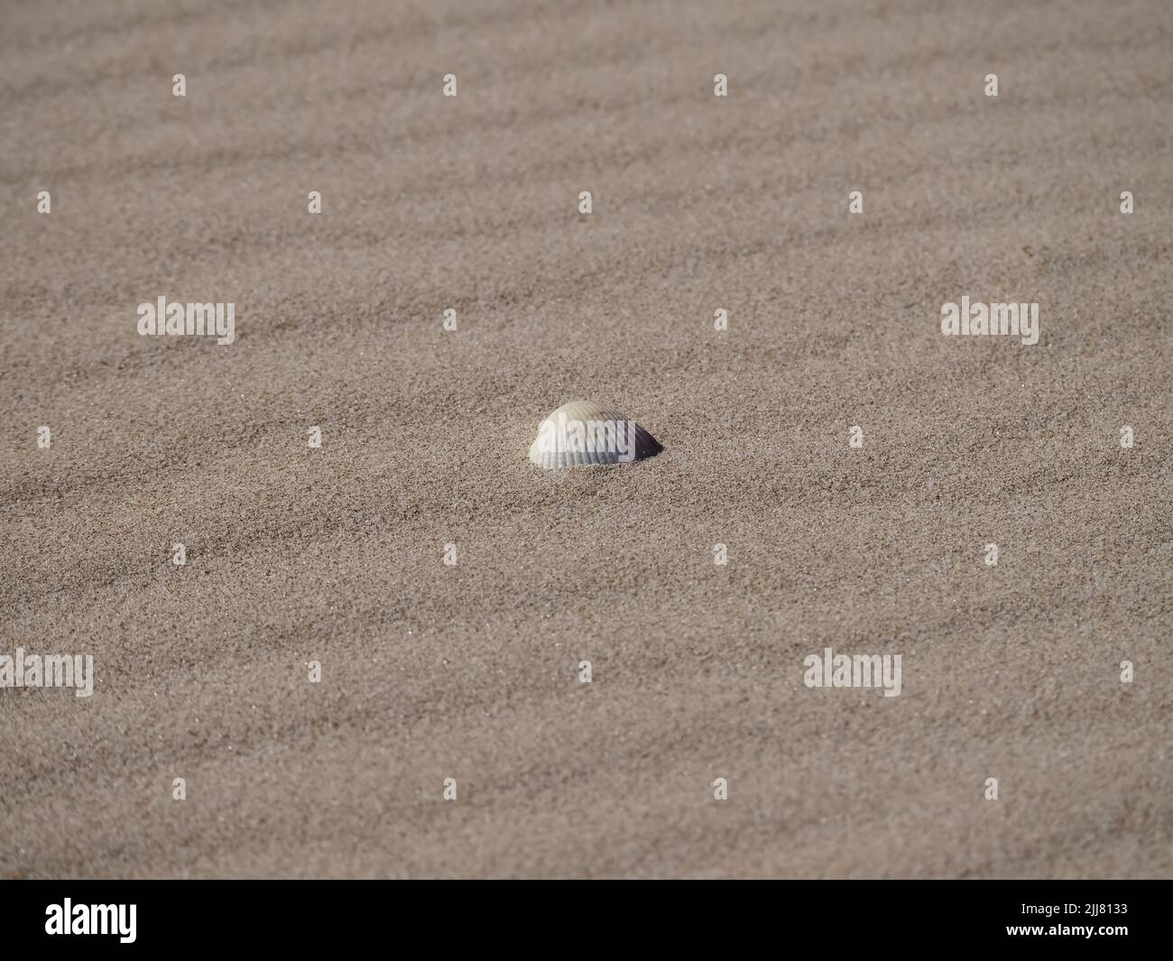 Minimalism - seashell on a sandy beach Stock Photo - Alamy