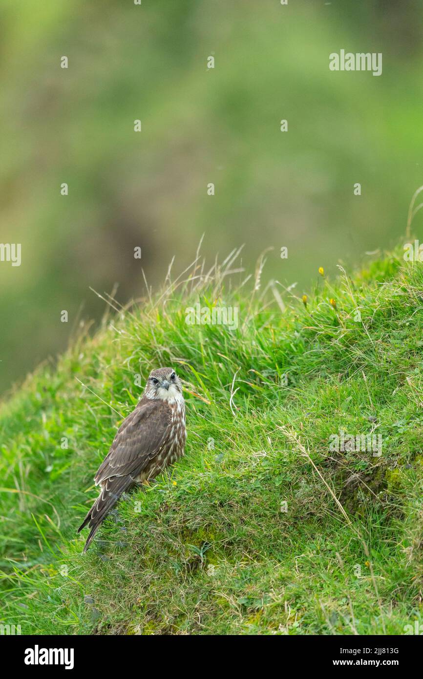 Merlin Falco columbarius, female foraging along coastline, Porth Y ...