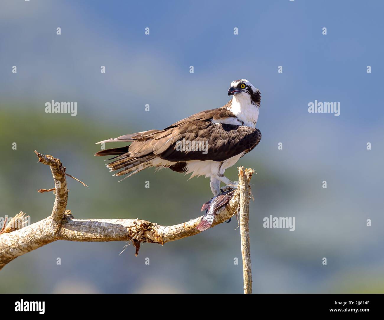 Osprey feeding on fish perched on branch Stock Photo - Alamy