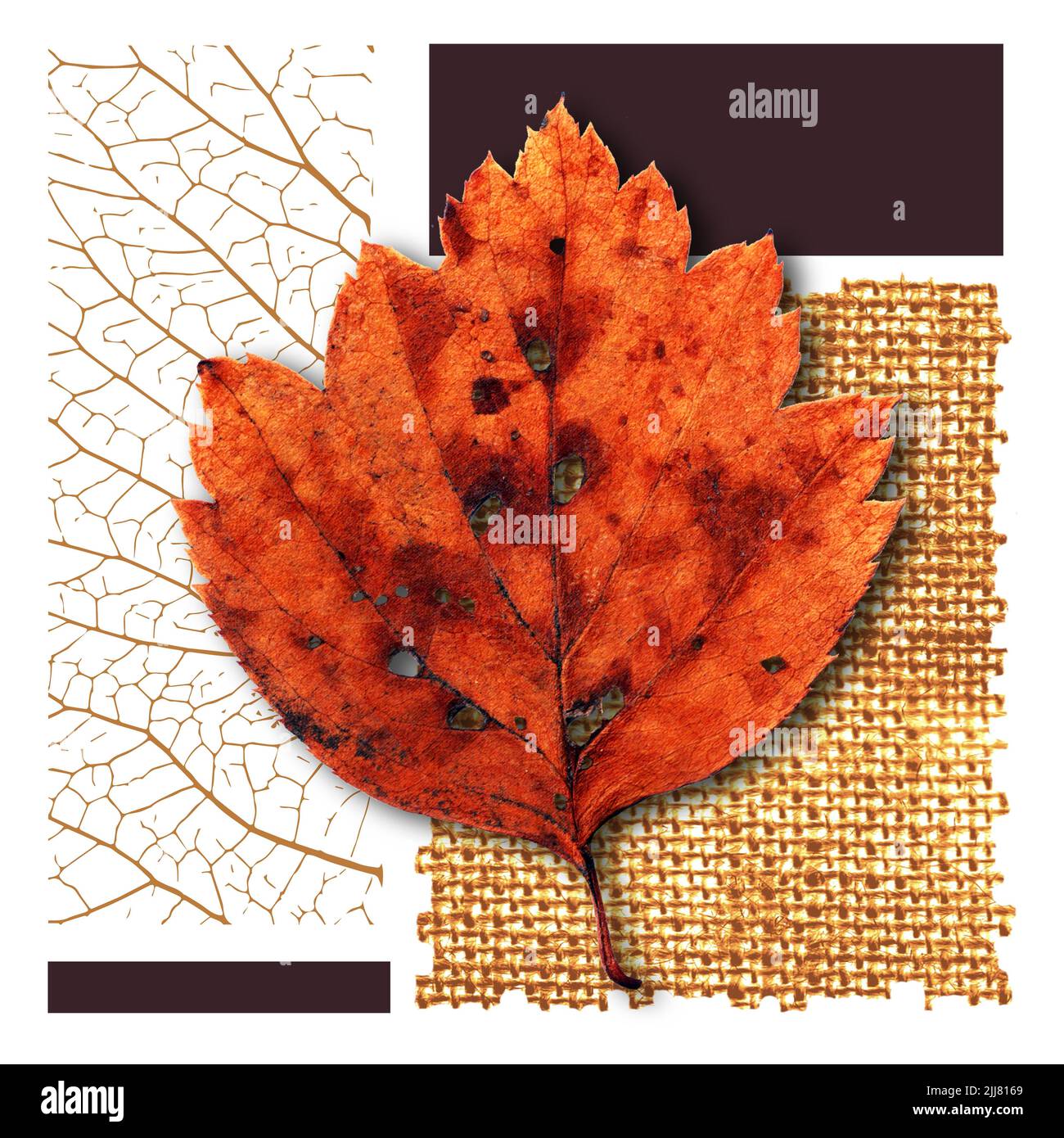 Botanical collage with dry tree leaf and abstract elements. Botanical ...