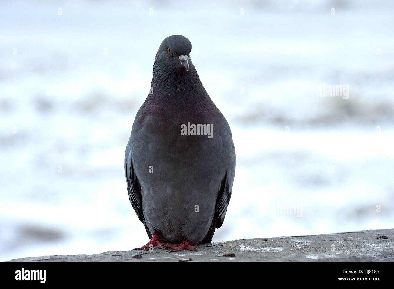 Pigeon on a stone on a blurry background Stock Photo - Alamy