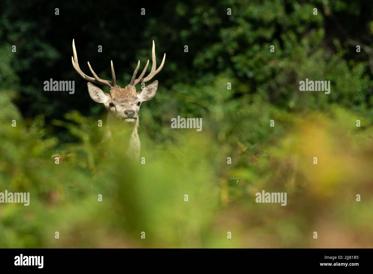 Red deer Cervus elaphus, stag, Bushy Park, London, UK, September Stock ...
