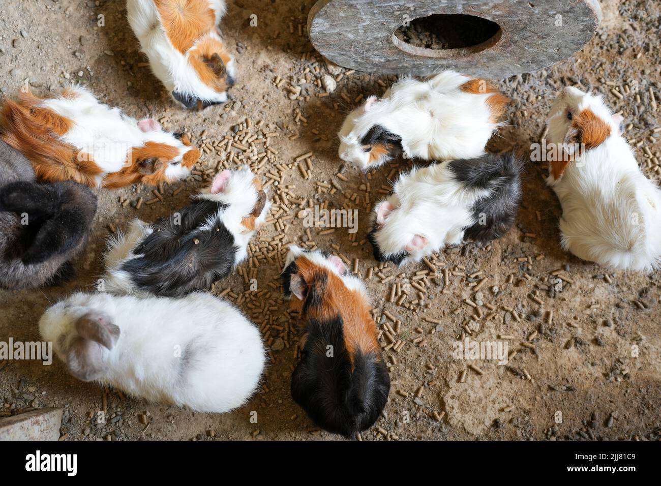 A top view of several guinea pigs eating hay pellets Stock Photo - Alamy