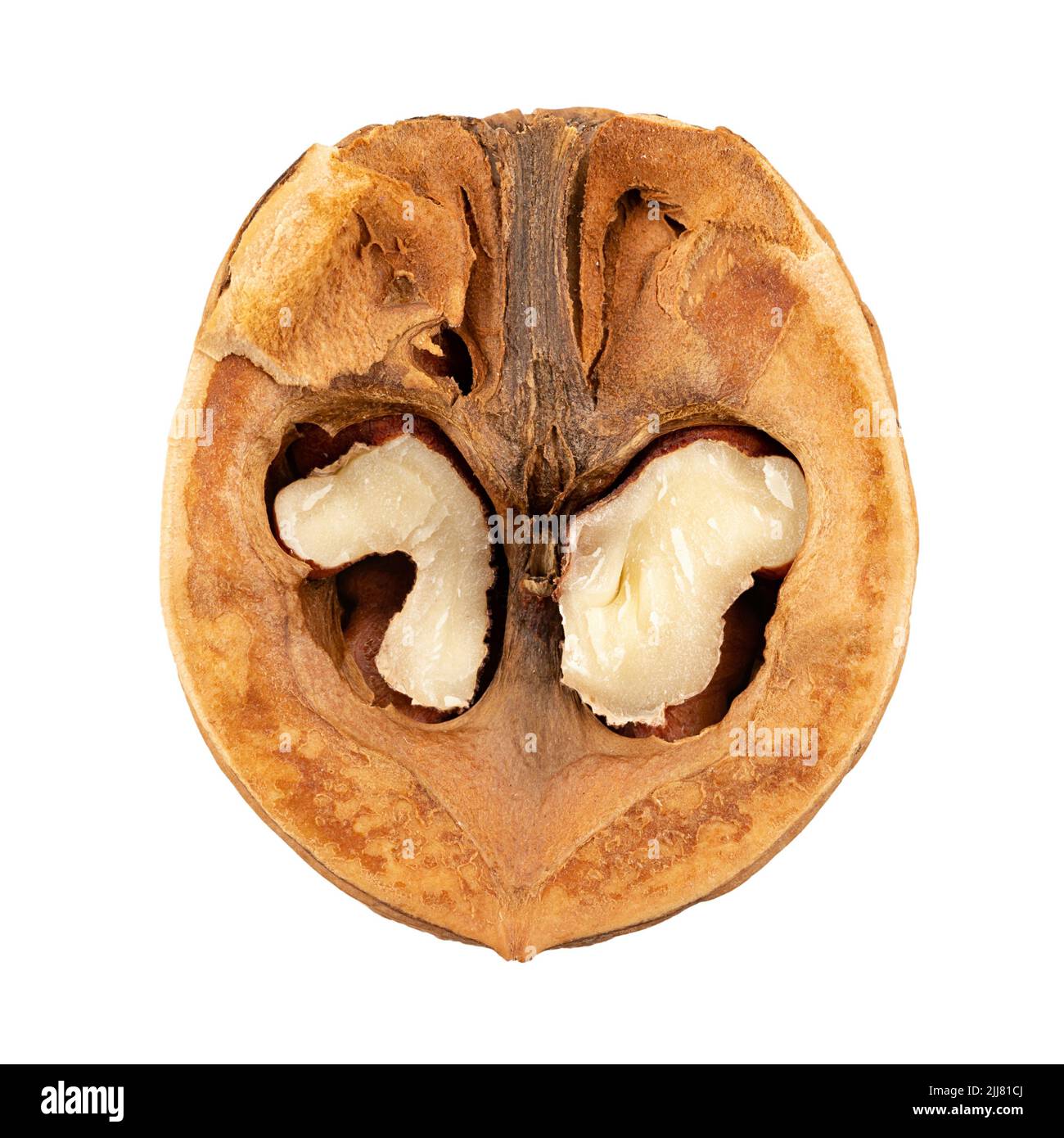Half walnut on isolated with white background. File contains clipping ...