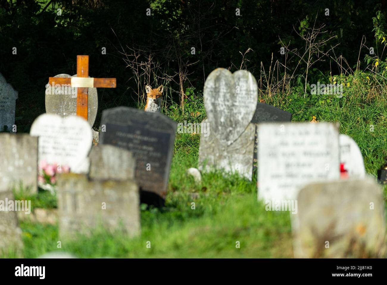 Red fox Vulpes vulpes, amongst gravestones, East London Cemetery ...