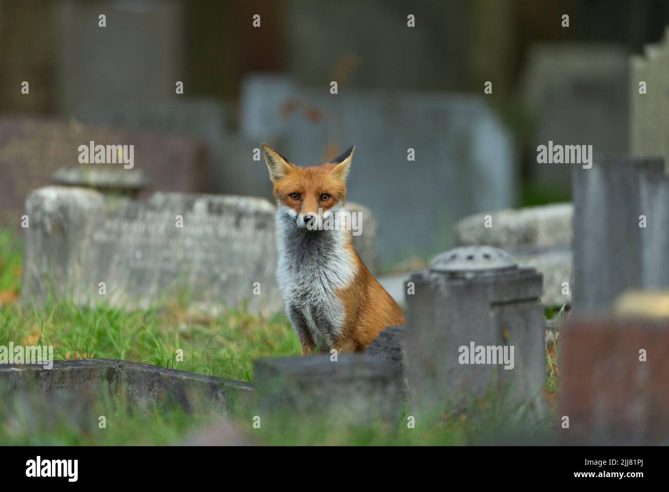 Red fox Vulpes vulpes, male wandering in graveyard, City of London ...