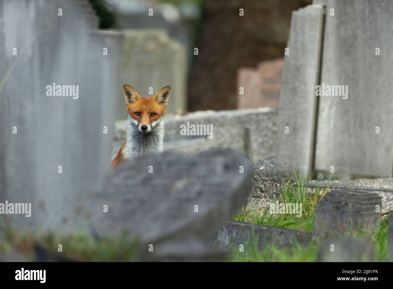 Red fox Vulpes vulpes, male wandering in graveyard, City of London ...
