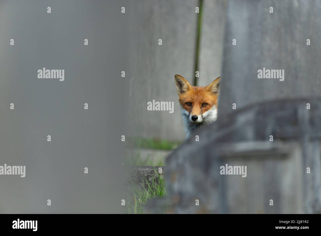 Red fox Vulpes vulpes, male wandering in graveyard, City of London ...