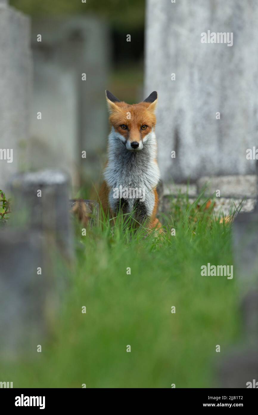 Red fox Vulpes vulpes, male wandering in graveyard, City of London ...
