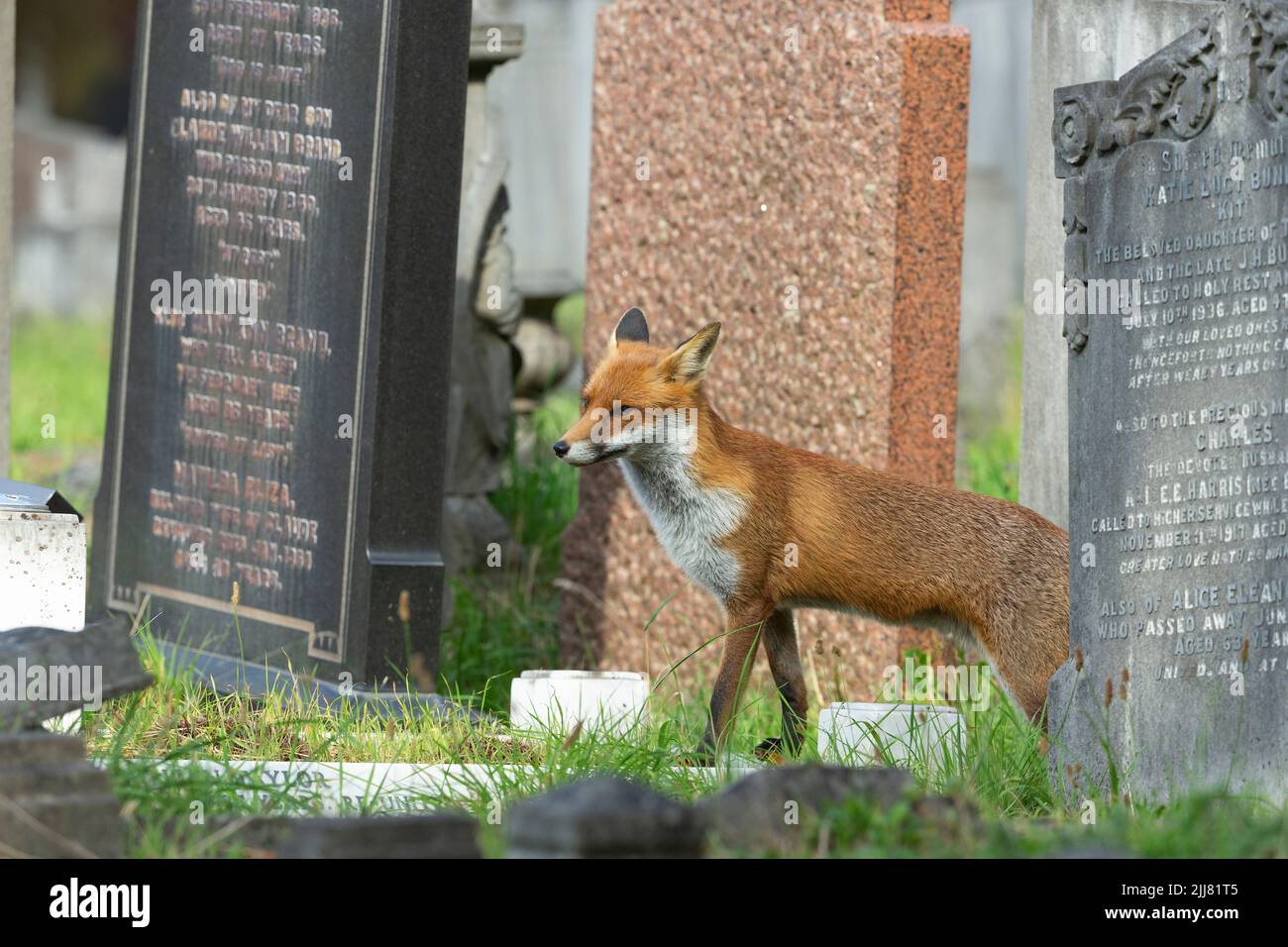 Red fox Vulpes vulpes, male wandering in graveyard, City of London ...