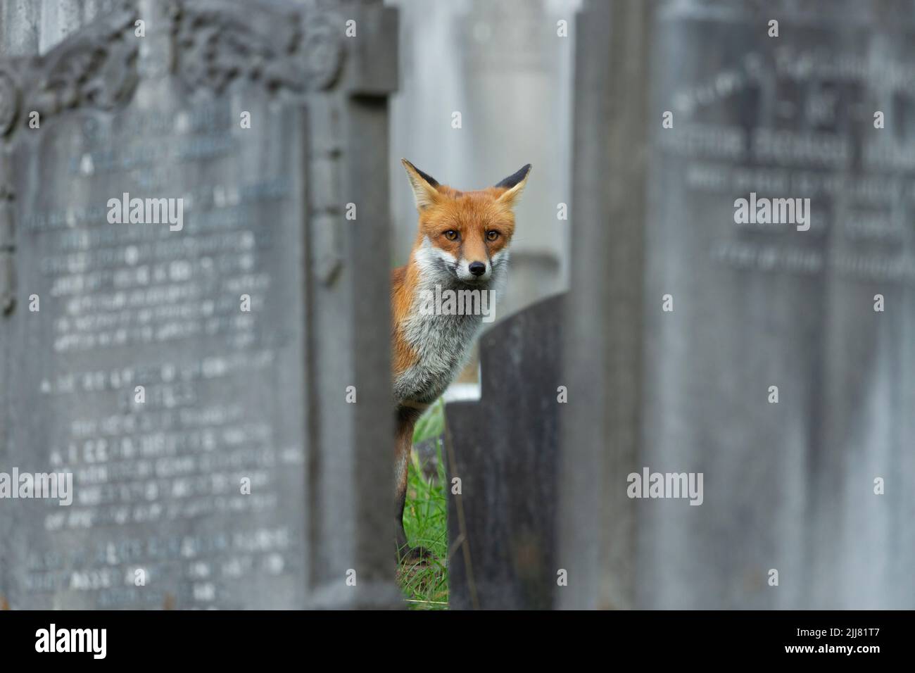 Red fox Vulpes vulpes, male wandering in graveyard, City of London ...