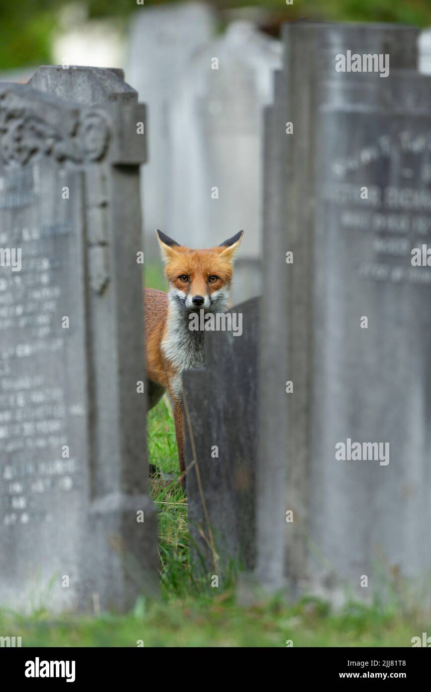 Red fox Vulpes vulpes, male wandering in graveyard, City of London ...