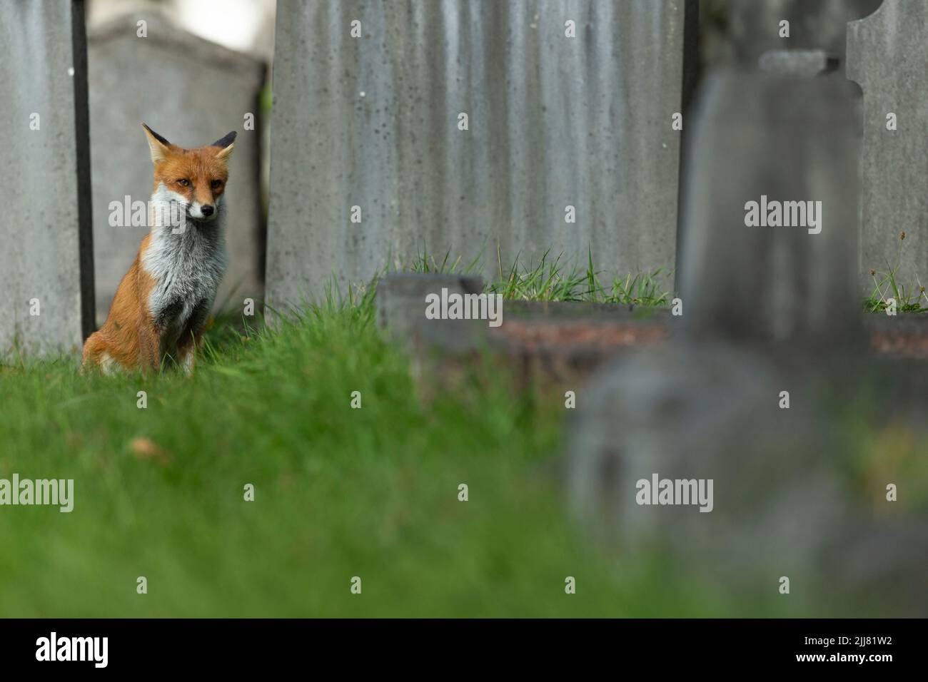 Red fox Vulpes vulpes, male wandering in graveyard, City of London ...