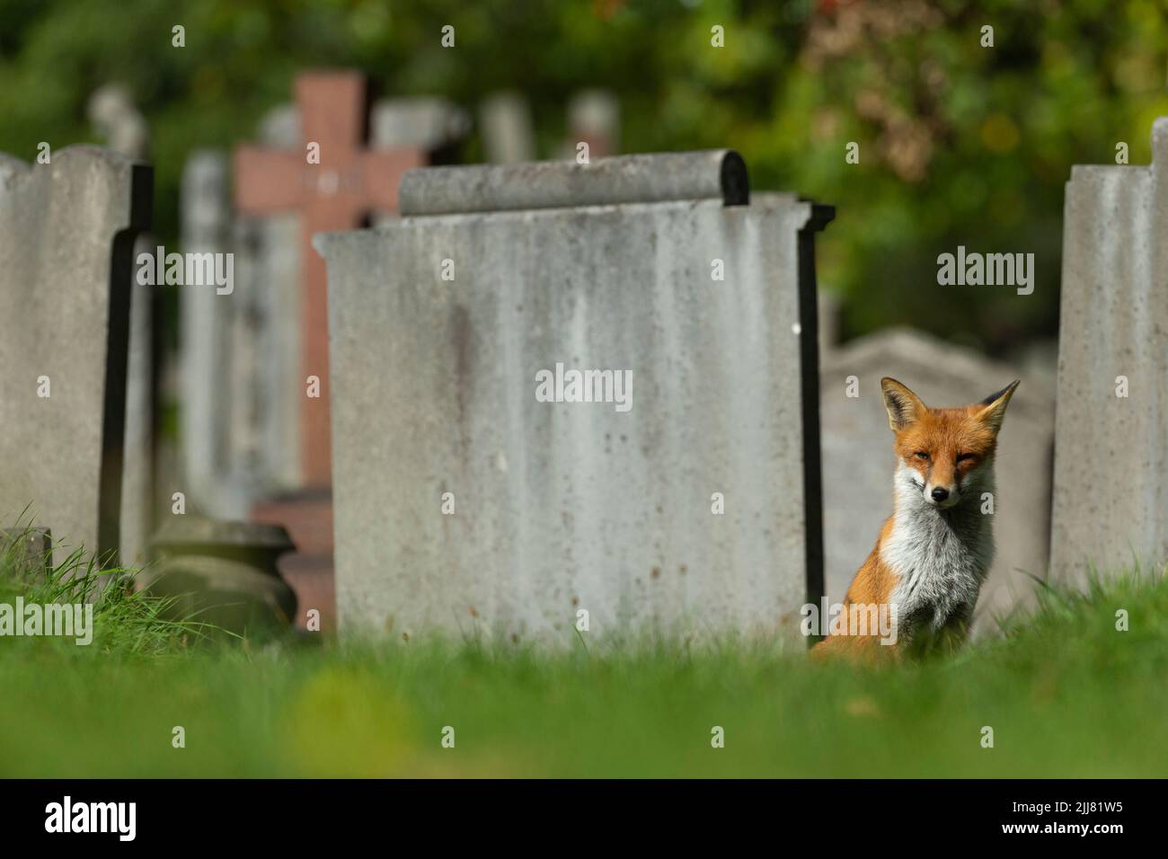 Red fox Vulpes vulpes, male wandering in graveyard, City of London ...