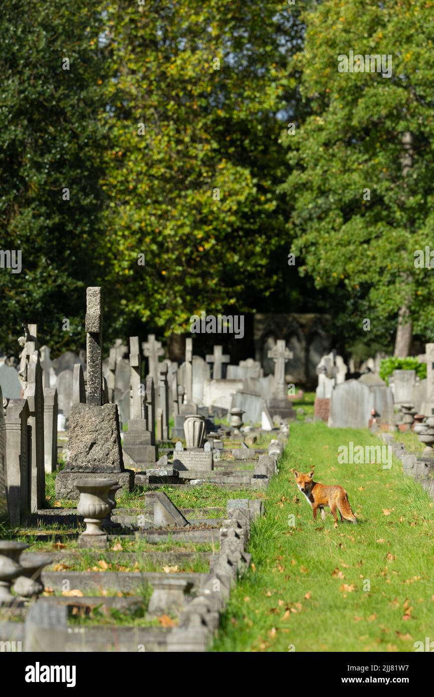 Red fox Vulpes vulpes, male wandering in graveyard, City of London ...