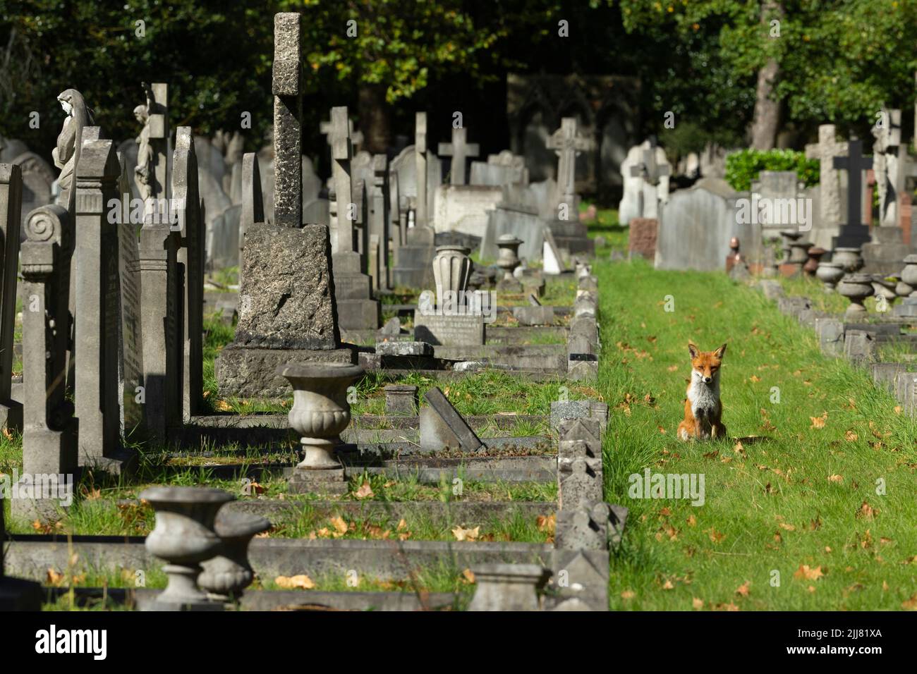 Red fox Vulpes vulpes, male wandering in graveyard, City of London ...